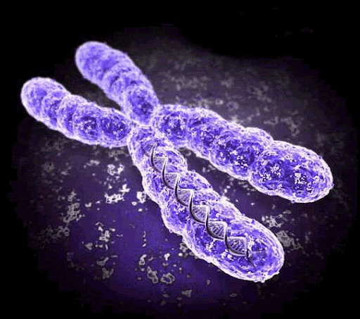 Alam mo ba?: Chromosome